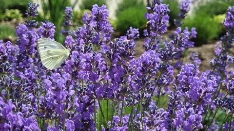 Lavender Butterfly Stock Videos – Royalty-Free HD & 4K Videos | Pond5