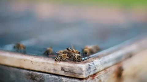 closeup of bees suckling on the corner o... | Stock Video | Pond5