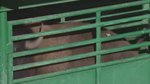 Closeup of Bison Thrashing in Chute in C... | Stock Video | Pond5