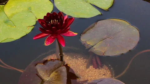 Princess_Lily Stock Videos – Royalty-Free HD & 4K Videos