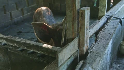 Hairy Standing Stock Videos – Royalty-Free HD & 4K Videos | Pond5