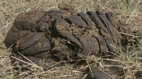 Cow Pooping Stock Videos – Royalty-Free HD & 4K Videos | Pond5