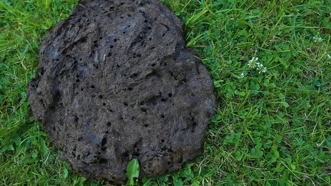 Closeup of brown poop of cow on green gr... | Stock Video | Pond5