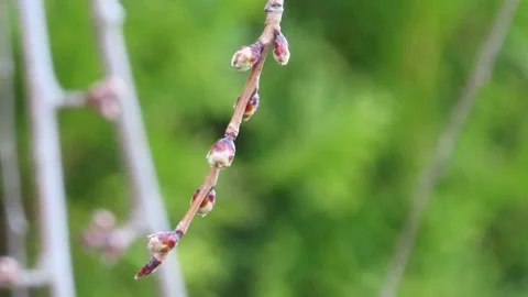 Closeup of budding cherry blossom tree b... | Stock Video | Pond5
