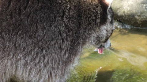 Closeup Of Common Raccoon Cleaning Its P... | Stock Video | Pond5