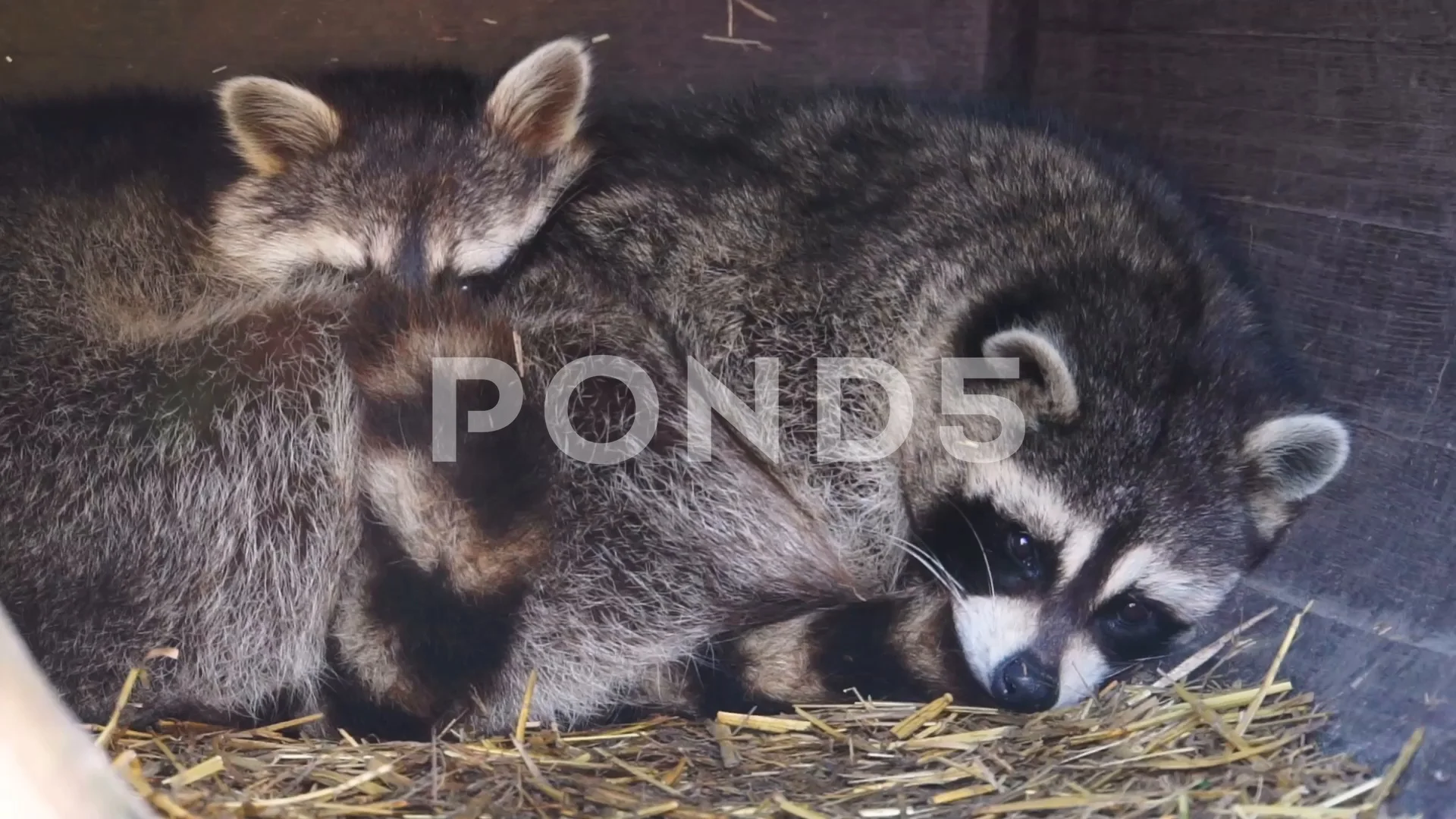 Raccoons Where To Sleep