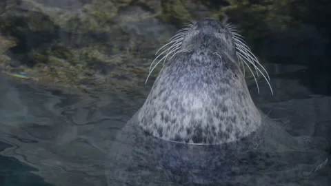 Closeup of common seal head from behind,... | Stock Video | Pond5