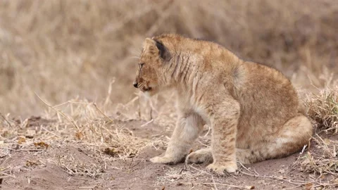 Closeup of a cute lion cub getting up fr... | Stock Video | Pond5