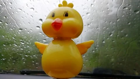 Dancing Bird Car Stock Videos – Royalty-Free HD & 4K Videos