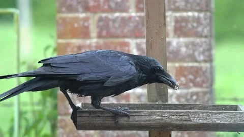 Closeup of a drenched crow (Corvus) feed... | Stock Video | Pond5