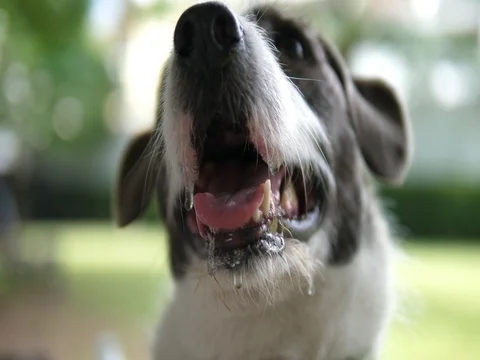 Closeup Of Drooling Dog Mouth in Hot Sum... | Stock Video | Pond5