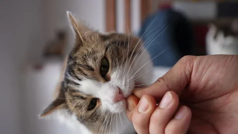 Funny Face Foods Stock Videos – Royalty-Free HD & 4K Videos | Pond5