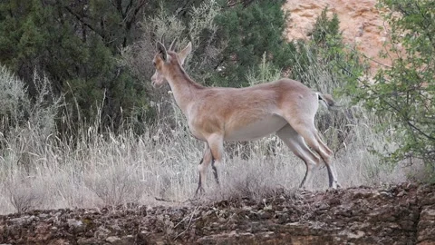 Closeup female wild goat, Iberian Ibex. ... | Stock Video | Pond5
