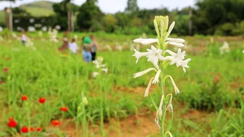 Closeup footage of a tuberose flower blo... | Stock Video | Pond5