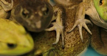 Closeup of frogs gathered together insid... | Stock Video | Pond5