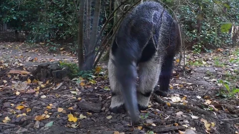 Giant Anteater Stock Footage ~ Royalty Free Stock Videos | Pond5
