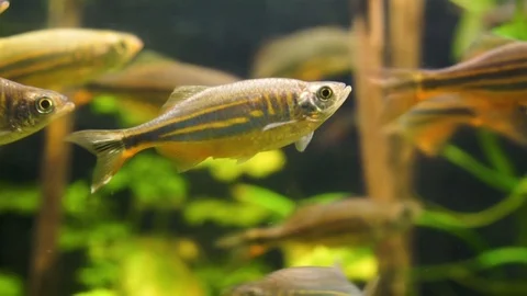 closeup of a giant danio fish swimming i... | Stock Video | Pond5