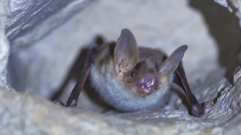 S Are Greater Stock Videos – Royalty-Free HD & 4K Videos | Pond5