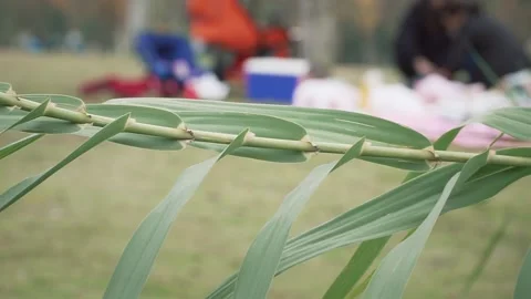 Closeup of a green tree branch with peop... | Stock Video | Pond5
