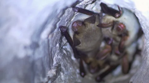 Hanging Black Bats Stock Videos – Royalty-Free HD & 4K Videos | Pond5