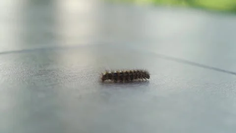 Worm Shiny Stock Footage ~ Royalty Free Stock Videos | Pond5