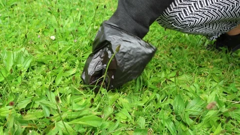 Dog Poop Stock Footage ~ Royalty Free Stock Videos | Pond5