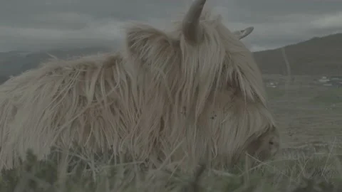 Closeup of a highlander cow in Fjord, Fa... | Stock Video | Pond5