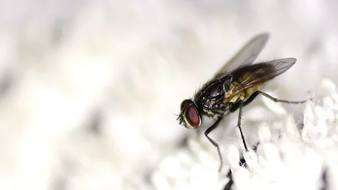 Musca Stock Footage ~ Royalty Free Stock Videos | Pond5