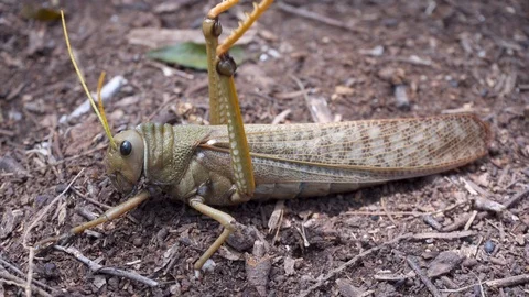 Closeup of a Huge Grasshopper form Arid ... | Stock Video | Pond5