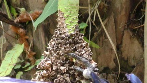 Talon Stock Video Footage | Royalty Free Talon Videos | Pond5