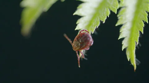 Image Of Fern Stock Videos – Royalty-Free HD & 4K Videos