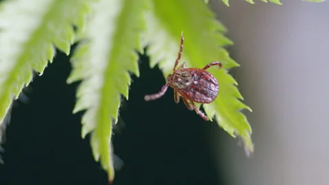Tick Green Stock Videos – Royalty-Free HD & 4K Videos