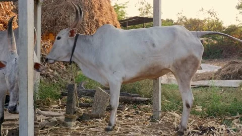A closeup of an Indian white bull defeca... | Stock Video | Pond5