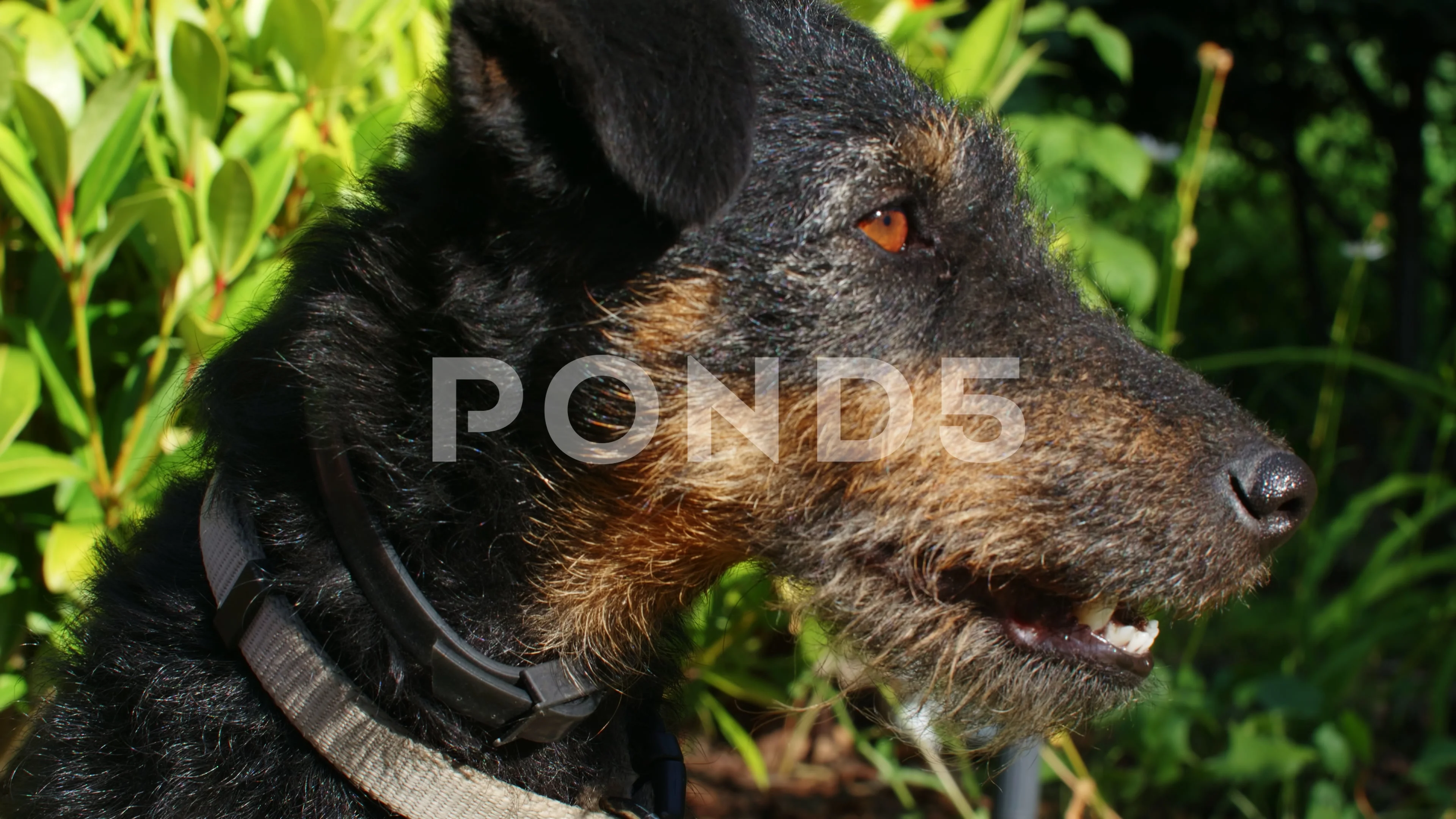 Does A Jagdterrier Need A Collar