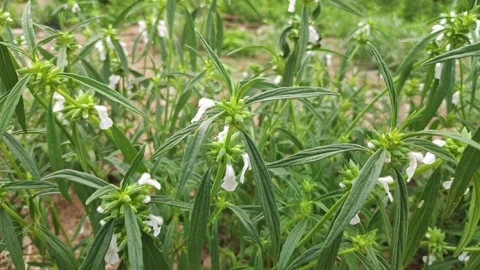 A closeup of the Leucas aspera plant wit... | Stock Video | Pond5