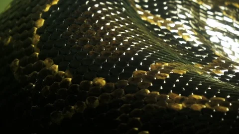 Python Stock Footage ~ Royalty Free Stock Videos | Pond5