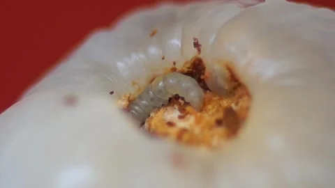 Lichi Stock Video Footage | Royalty Free Lichi Videos | Pond5