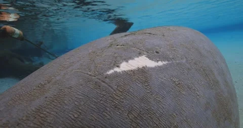 Closeup of a manatee’s back shows a wh... | Stock Video | Pond5