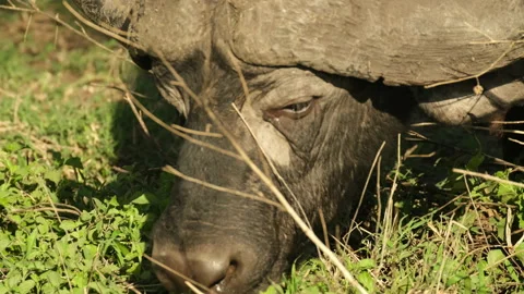 Closeup Muzzle with Horns, Nose and Mout... | Stock Video | Pond5