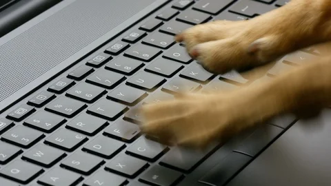 Closeup paws of little modern dog typing... | Stock Video | Pond5