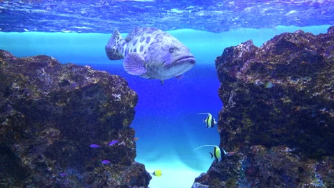 Closeup of Potato Grouper swimming under... | Stock Video | Pond5