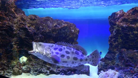 Closeup of Potato Grouper swimming under... | Stock Video | Pond5