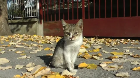 Closeup Of Pussy\ Stock Videos – Royalty-Free HD & 4K Videos