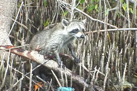 Coke Drinking Stock Video Footage | Royalty Free Coke Drinking Videos ...
