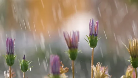 Rain Falling Flowers Stock Footage ~ Royalty Free Stock Videos | Pond5