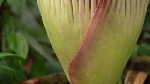 Closeup Of Rare Corpse Flower (Amorphoph... | Stock Video | Pond5