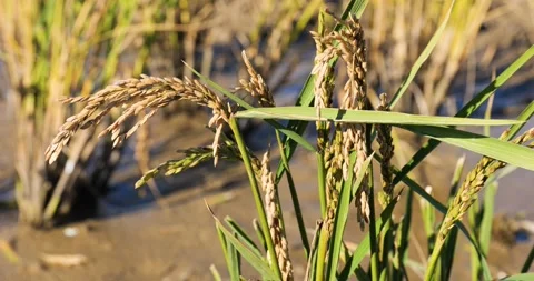 Closeup of rice crop and rice grain. Ind... | Stock Video | Pond5