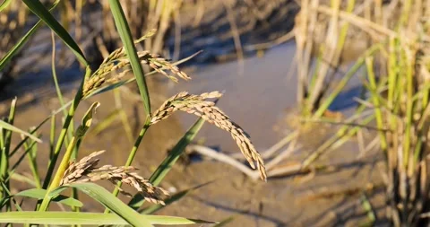 Closeup of rice crop and rice grain. Ind... | Stock Video | Pond5