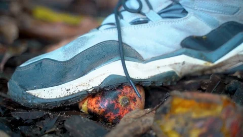 Closeup of a rotting Guava fruit being s... | Stock Video | Pond5