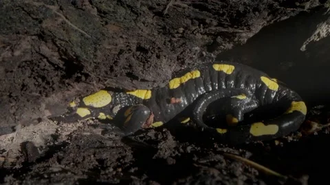 Closeup of a Salamanders lizard moving o... | Stock Video | Pond5